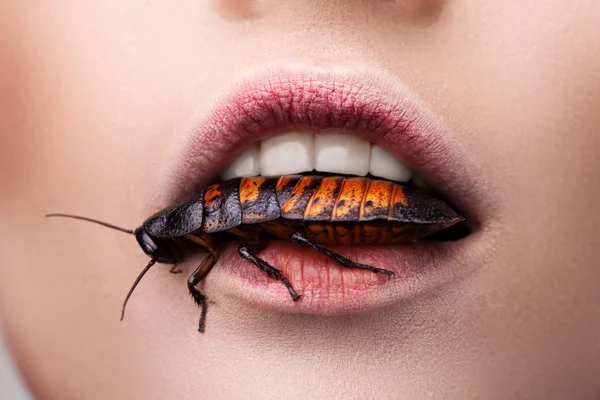 Cockroach Stock Photos, Royalty Free Cockroach Images | Depositphotos®