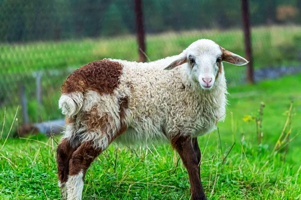 Small cattle breeding Stock Photos, Royalty Free Small cattle breeding ...