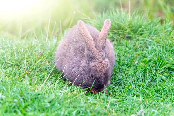 Haas in het gras Stock Photos, Royalty Free Haas in het gras Images ...