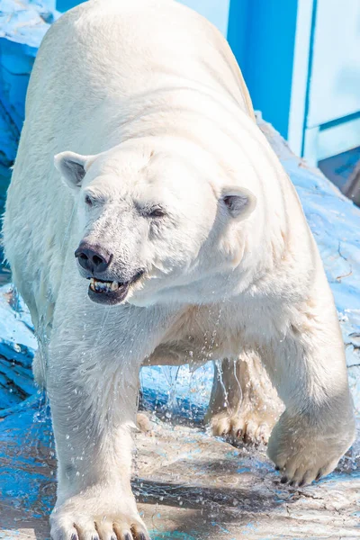El oso polar nada en la piscina del zoológico de aviario. Vida ...