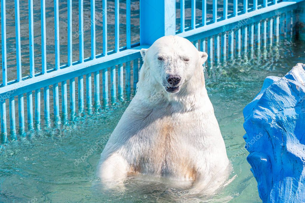 El oso polar nada en la piscina del zoológico de aviario. Vida ...