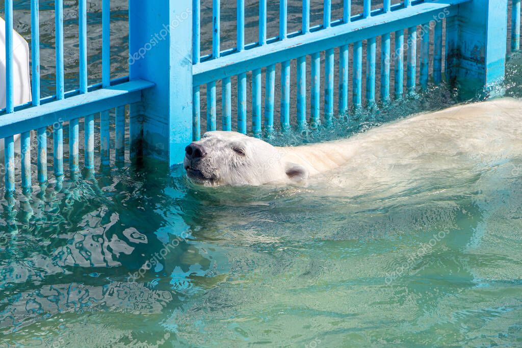 El oso polar nada en la piscina del zoológico de aviario. Vida ...