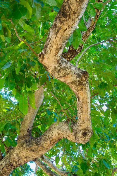 Albero di coda di scimmia Stock Photos, Royalty Free Albero di coda di ...