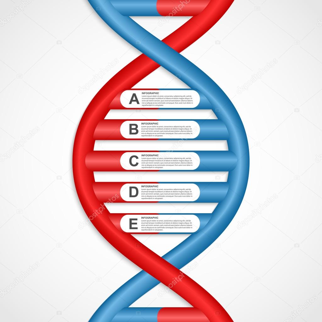 Infographics in the DNA helix form. Vector design element. Stock Vector ...