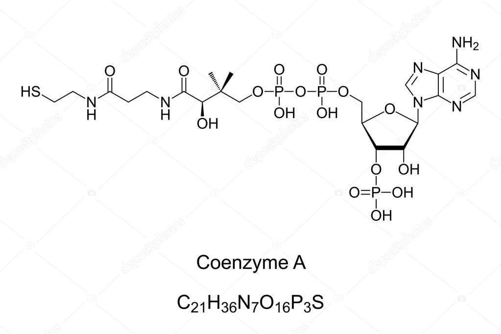 Coenzima A, fórmula química y estructura esquelética. Coenzima, notable por su papel en la ...