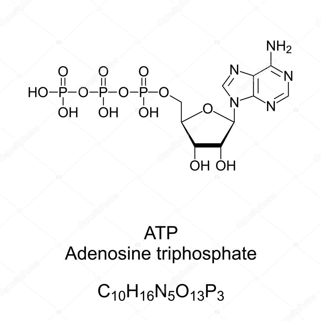 Animazione Della Molecola Atp