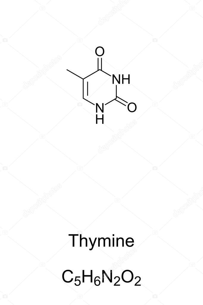 Thymine, T, Thy, chemical formula and skeletal structure. Nucleobase ...