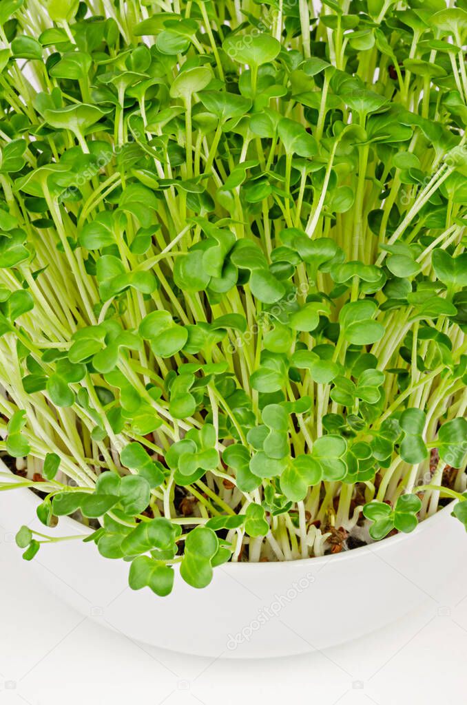 Rábano Daikon, microgreens en un tazón blanco, de cerca. Fresco y listo ...