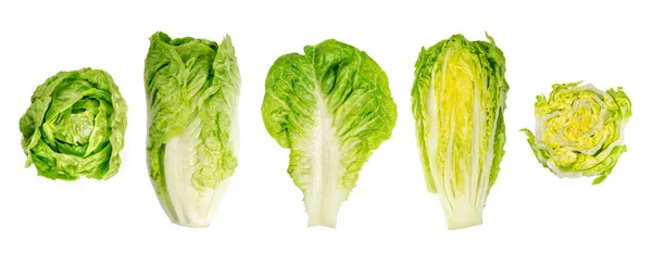 Two Romaine Lettuce Hearts Cos Lettuce Tall Lettuce Heads Sturdy Stock ...