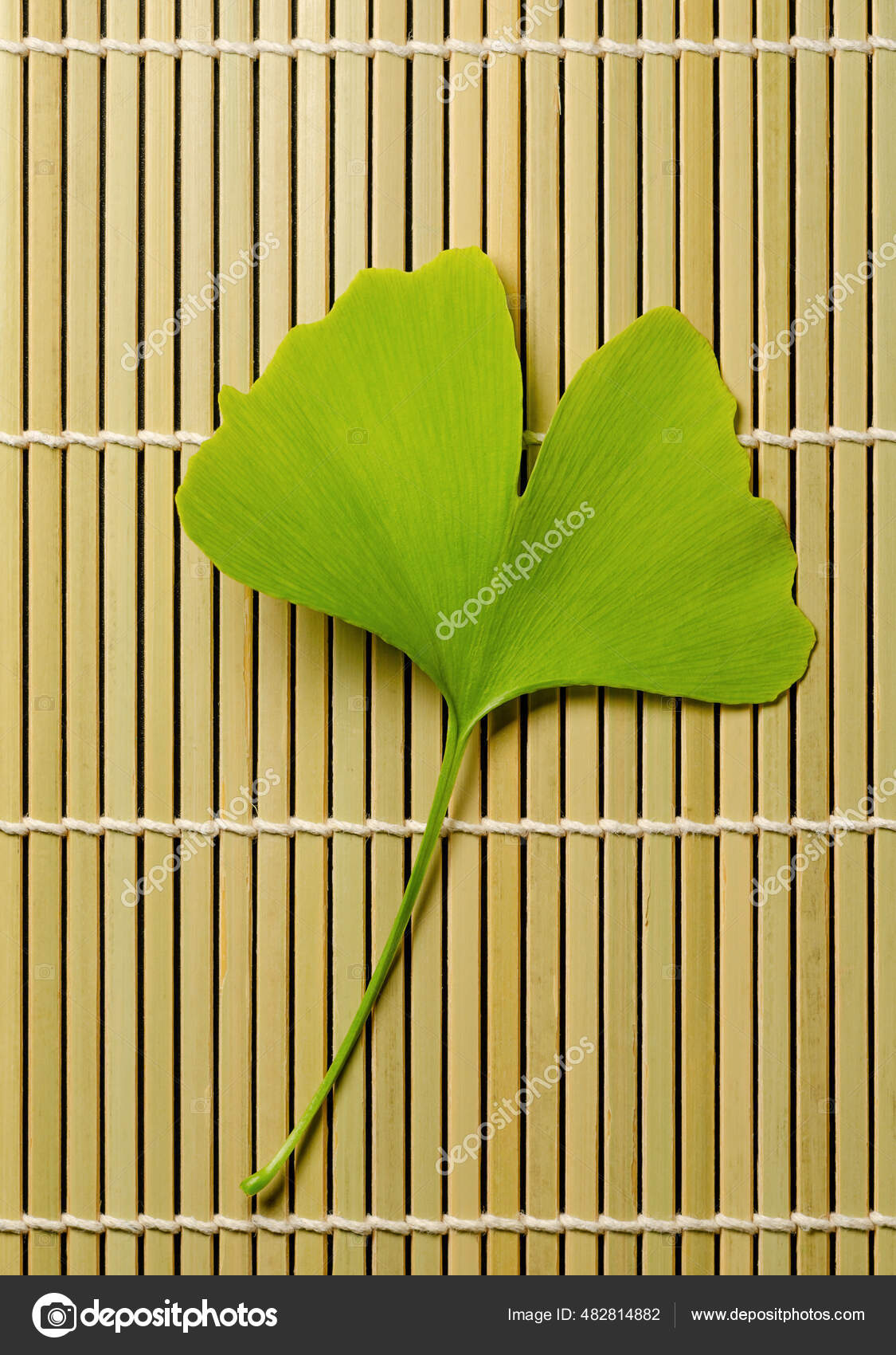 Single Ginkgo Leaf Bamboo Mat Ginkgo Biloba Also Known Gingko — Stock ...