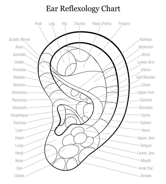 Ear reflexology Vector Art Stock Images | Depositphotos