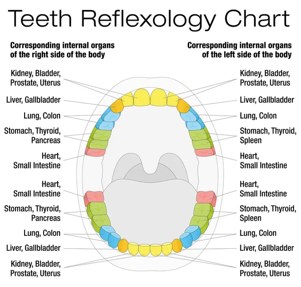 Permanent teeth chart Vector Art Stock Images | Depositphotos