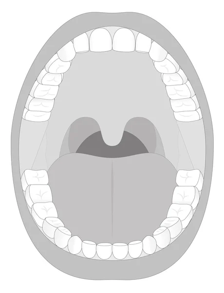 Mouth teeth jaw outline Vector Art Stock Images | Depositphotos