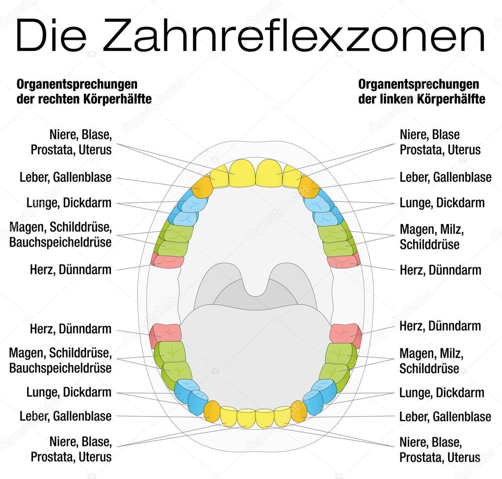depositphotos_78218402-stock-illustration-teeth-reflexology-analogy ...