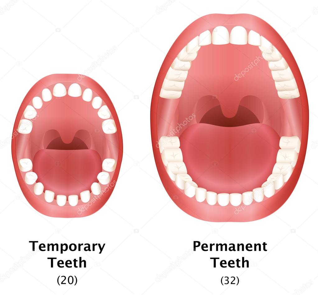 Permanent Temporary Teeth Adult Child Compare Stock Vector Image by ... Permanent Temporary Teeth Adult Child Compare Stock Vector Image by ...