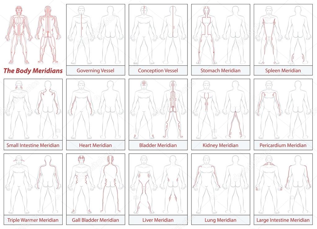 Body Meridians Schematic Diagram Flow Direction ⬇ Vector Image by ...