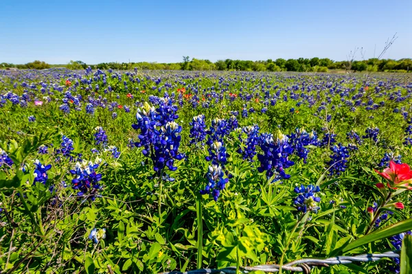 A Texas Field Full of Amazing Texas Bluebonnets. - Stock Image - Everypixel
