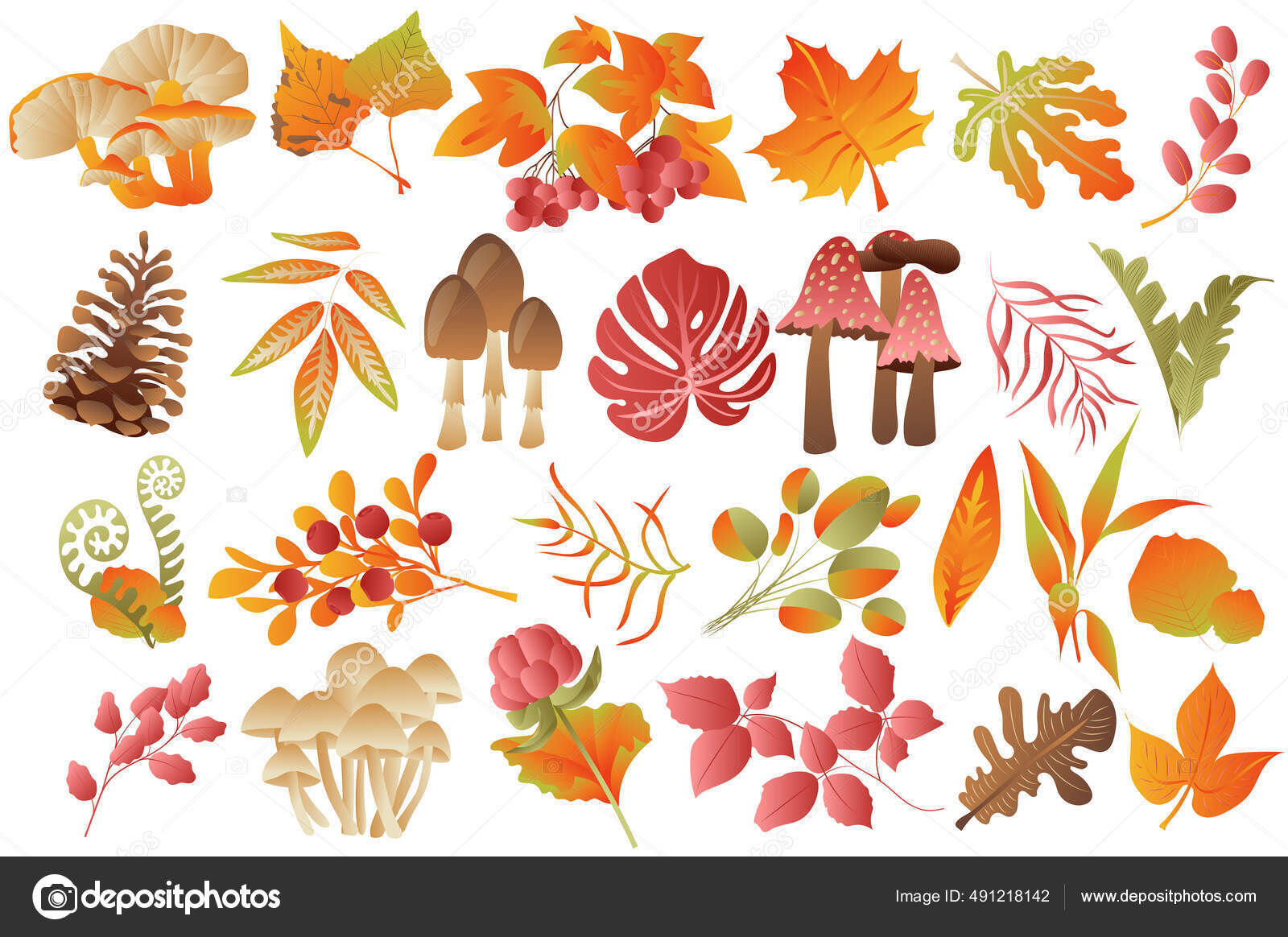Autumn leaves and plants isolated set. Various types of mushrooms ...