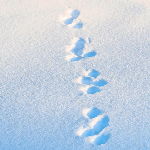 Hare footprints Stock Photos, Royalty Free Hare footprints Images ...