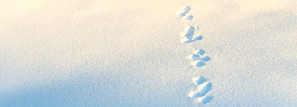 Hare footprints Stock Photos, Royalty Free Hare footprints Images ...