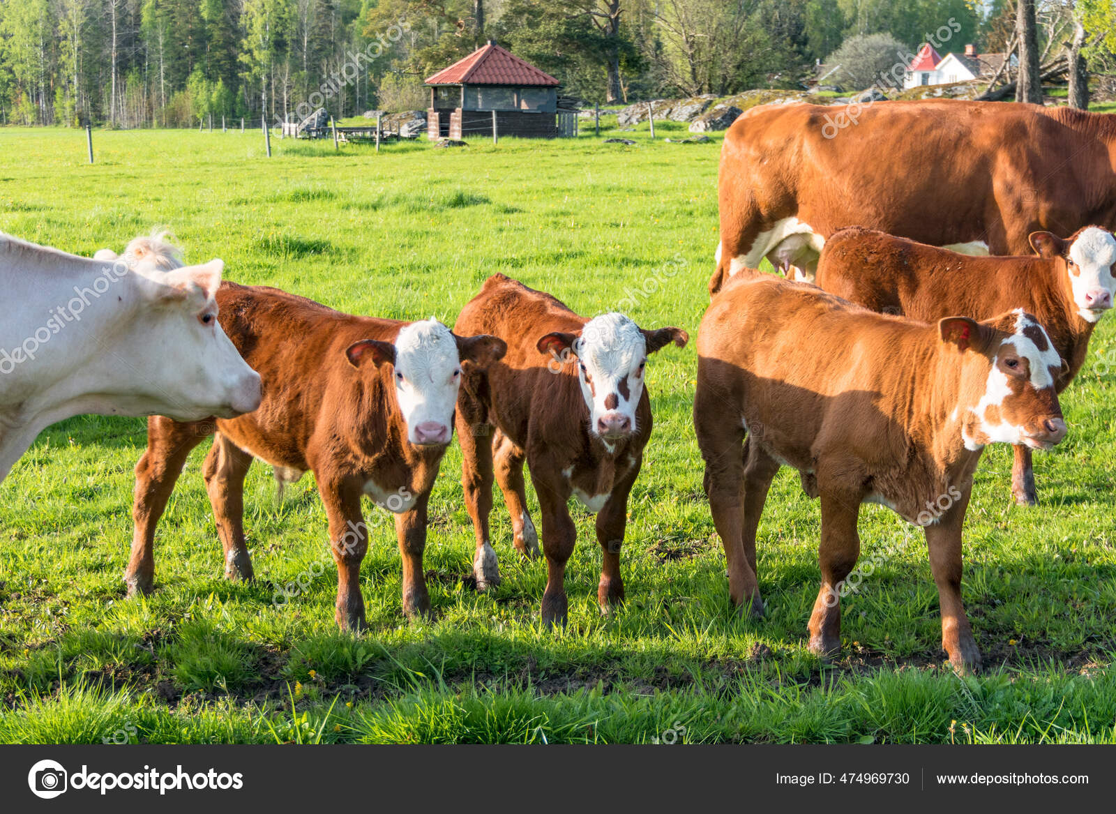 Can A Swedish Lapphund Graze Cows