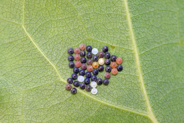 Insect eggs Stock Photo by ©zhangyuangeng 59566627