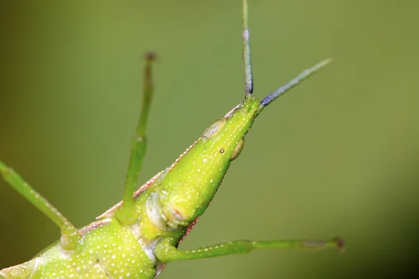 Grasshopper macro tree Stock Photos, Royalty Free Grasshopper macro ...