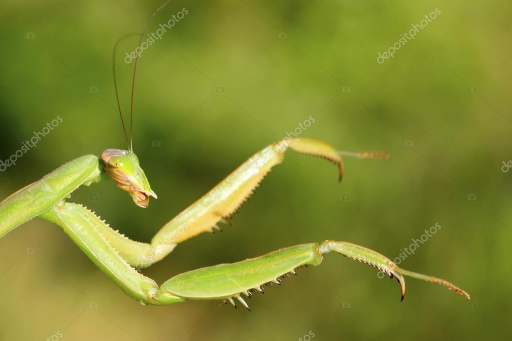 Tenodera mantis Stock Photo by ©zhangyuangeng 59566799