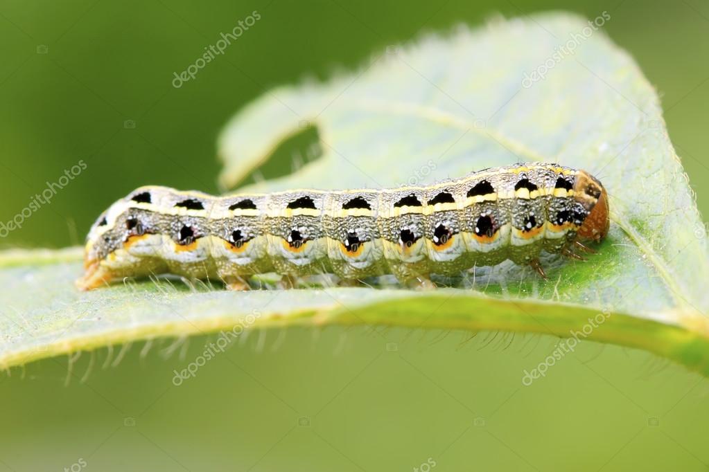 Butterfly insect larvae — Stock Photo © zhangyuangeng #59572795