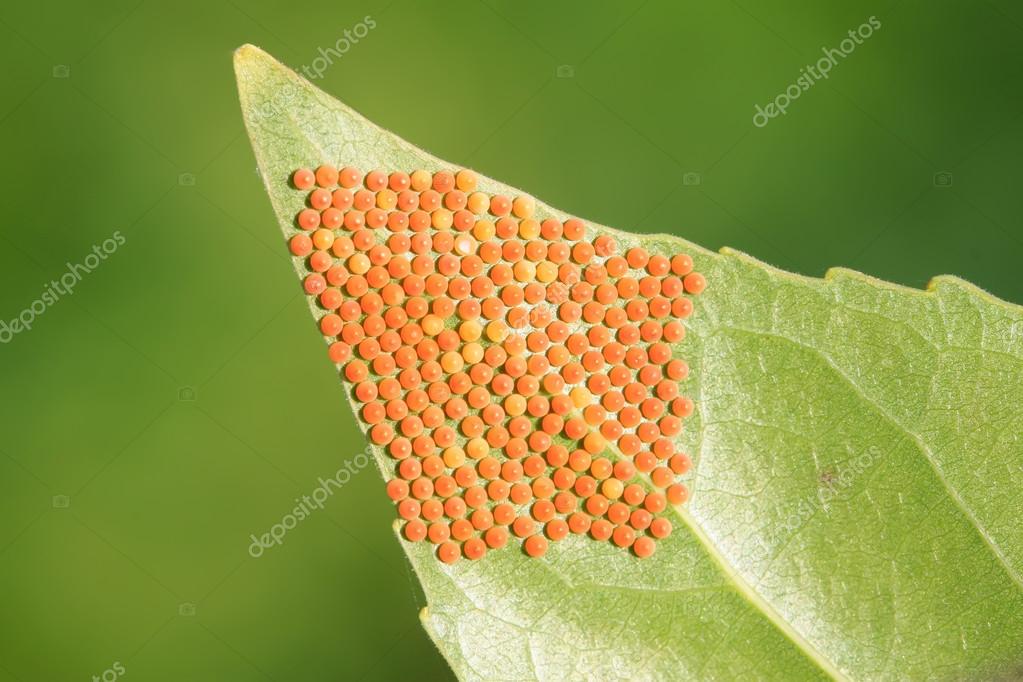 Insect eggs Stock Photo by ©zhangyuangeng 59574321