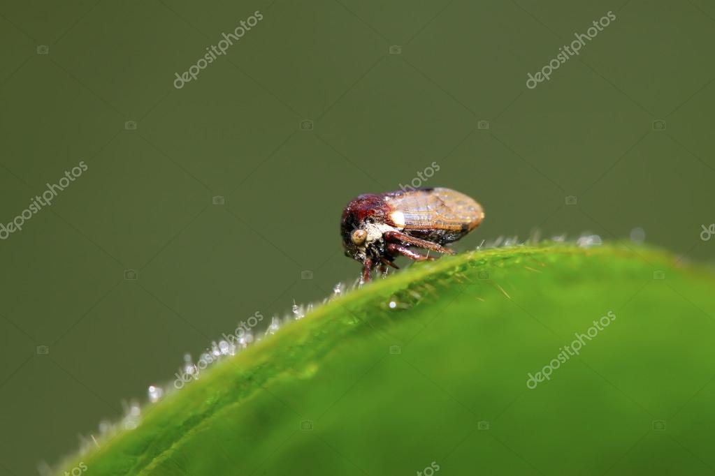 Membracidae insects Stock Photo by ©zhangyuangeng 59575529