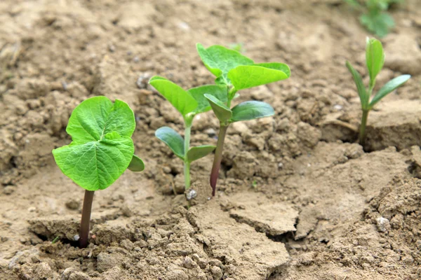 leguminous botany seedling in the field - Stock Image - Everypixel