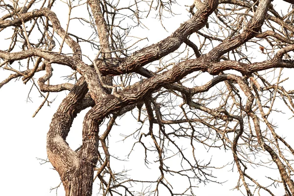 Troncos Y Ramas De árboles Quemados