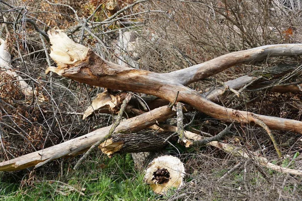 Broken tree limbs Stock Photos, Royalty Free Broken tree limbs Images ...