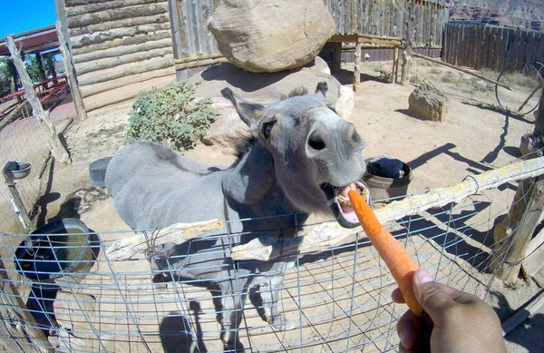 Comiendo burro fotos de stock, imágenes de Comiendo burro sin royalties ...
