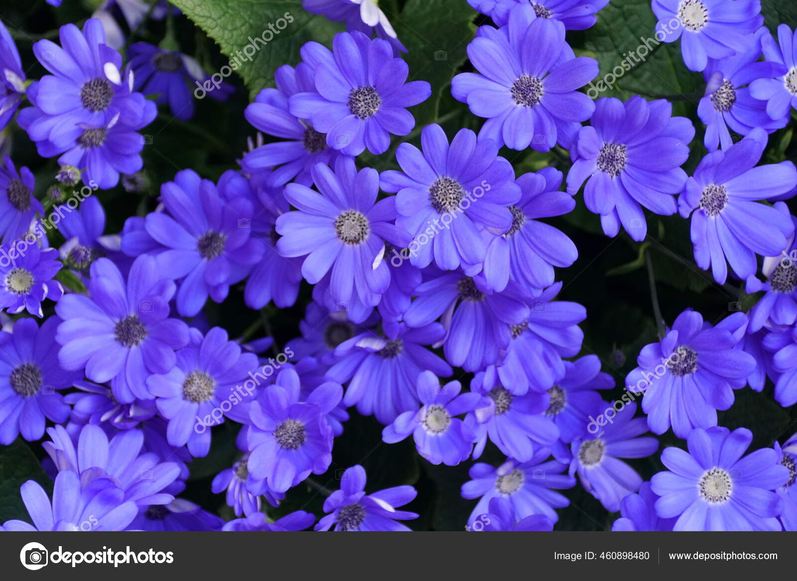 Purple And Blue Flower Names