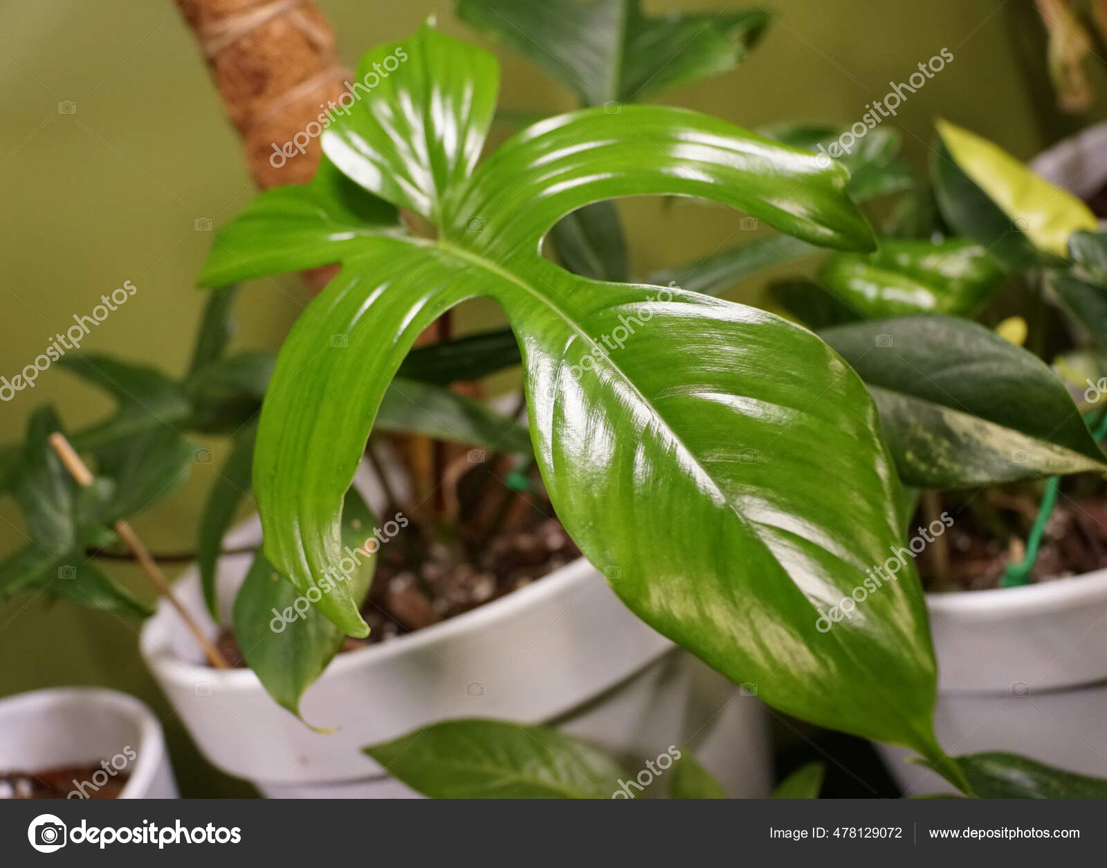 Indoor Tropical Plants Identification