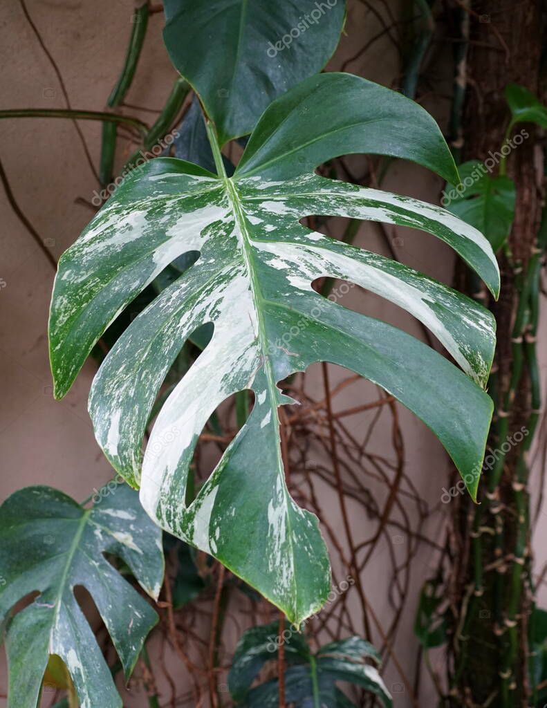 Primer plano de la hermosa hoja de una variada Monstera Deliciosa Albo 2024
