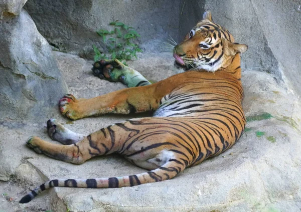 Tiger feces Stock Photos, Royalty Free Tiger feces Images | Depositphotos