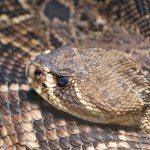 Rattlesnake Stock Photo by ©jonnysek 13517409