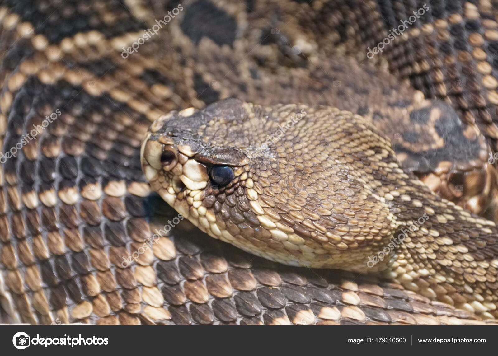 Western Diamondback Rattlesnake Pattern