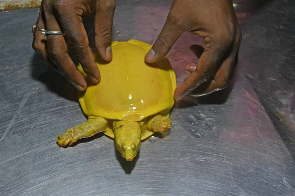 Indian drop turtle Stock Photos, Royalty Free Indian drop turtle Images ...