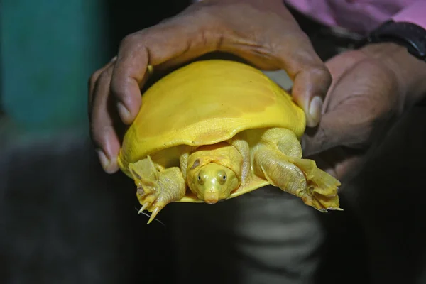 Indian drop turtle Stock Photos, Royalty Free Indian drop turtle Images ...