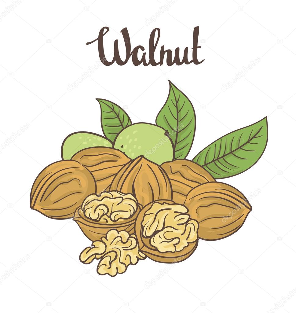 Walnut Cartoon