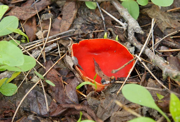 Red cup mushroom Stock Photos, Royalty Free Red cup mushroom Images ...