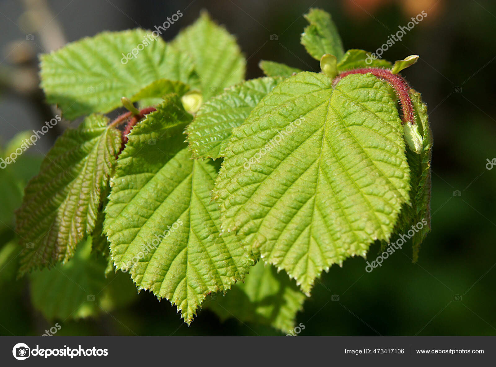 Young Fresh Leaves Common Hazel Corylus Avellana Spring — Stock Photo ...
