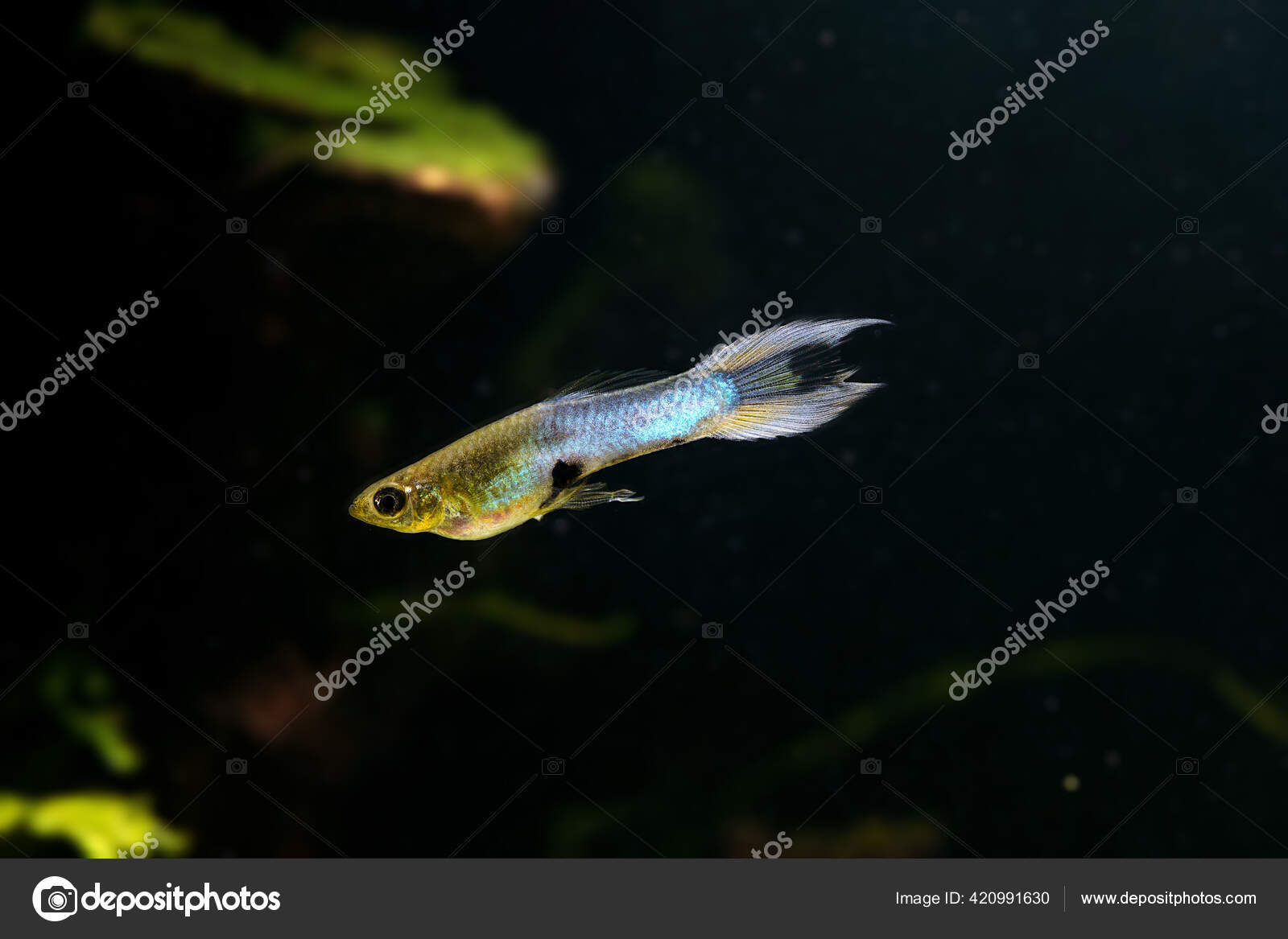 Japan Blue Double Sword Endler Livebearer Poecilia Wingei Swimming ...