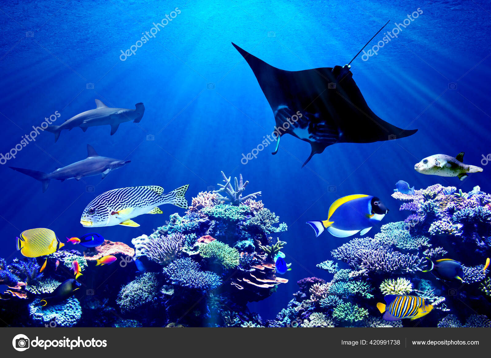 Saltwater Aquarium Sharks And Rays