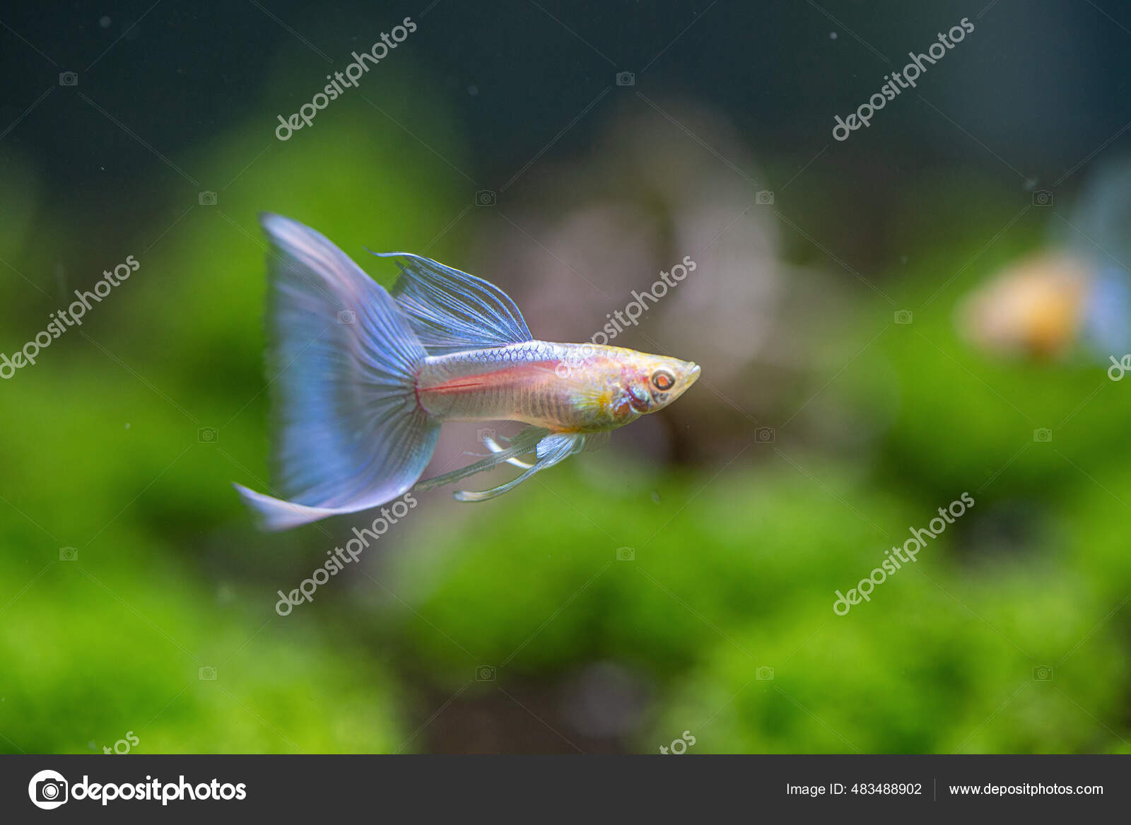 Blue Swordtail Fish