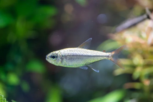 Black tetra fotos de stock, imágenes de Black tetra sin royalties ...